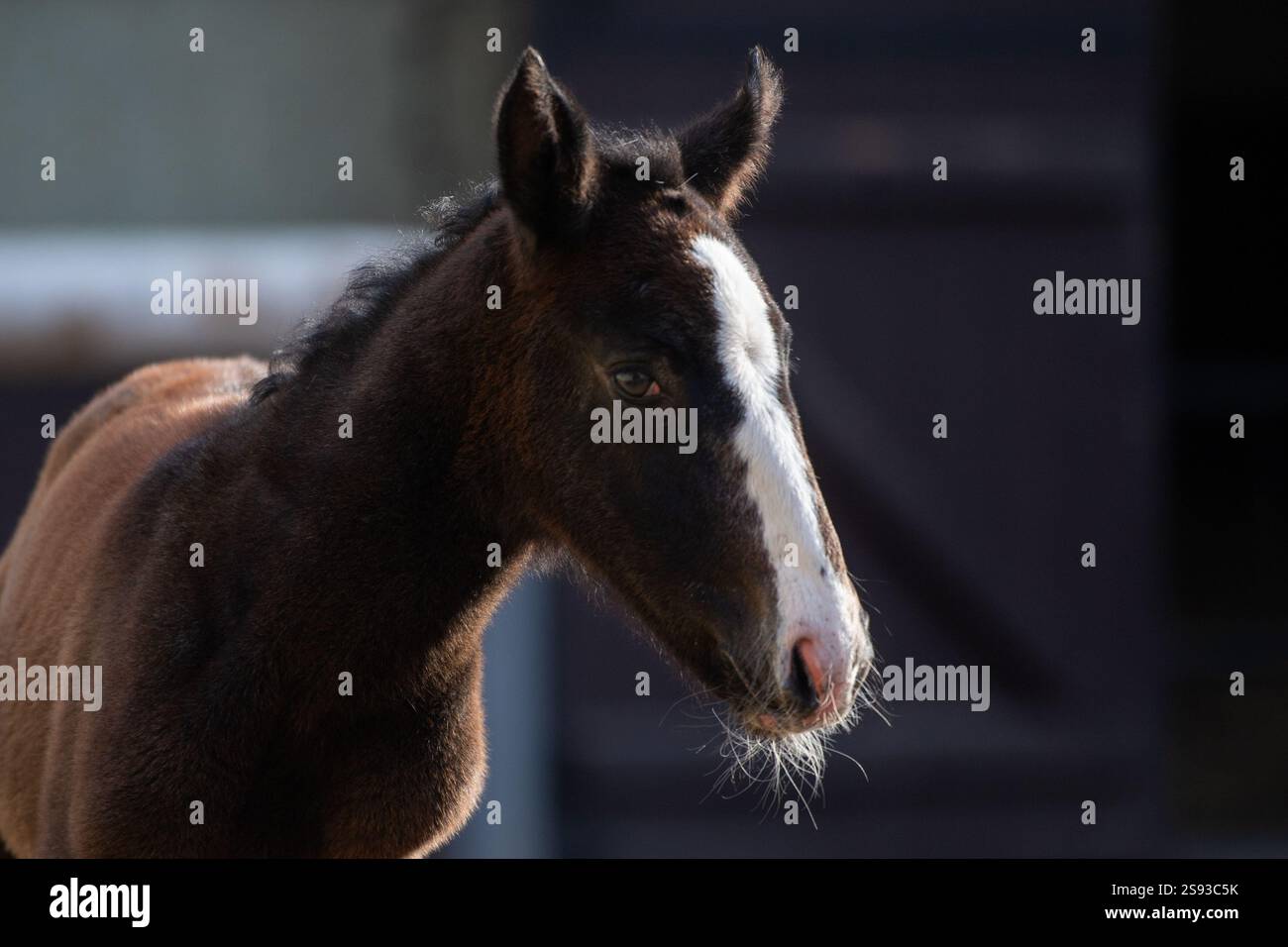 The first Black Kladruber Horse foal of the year 2025 born in the ...