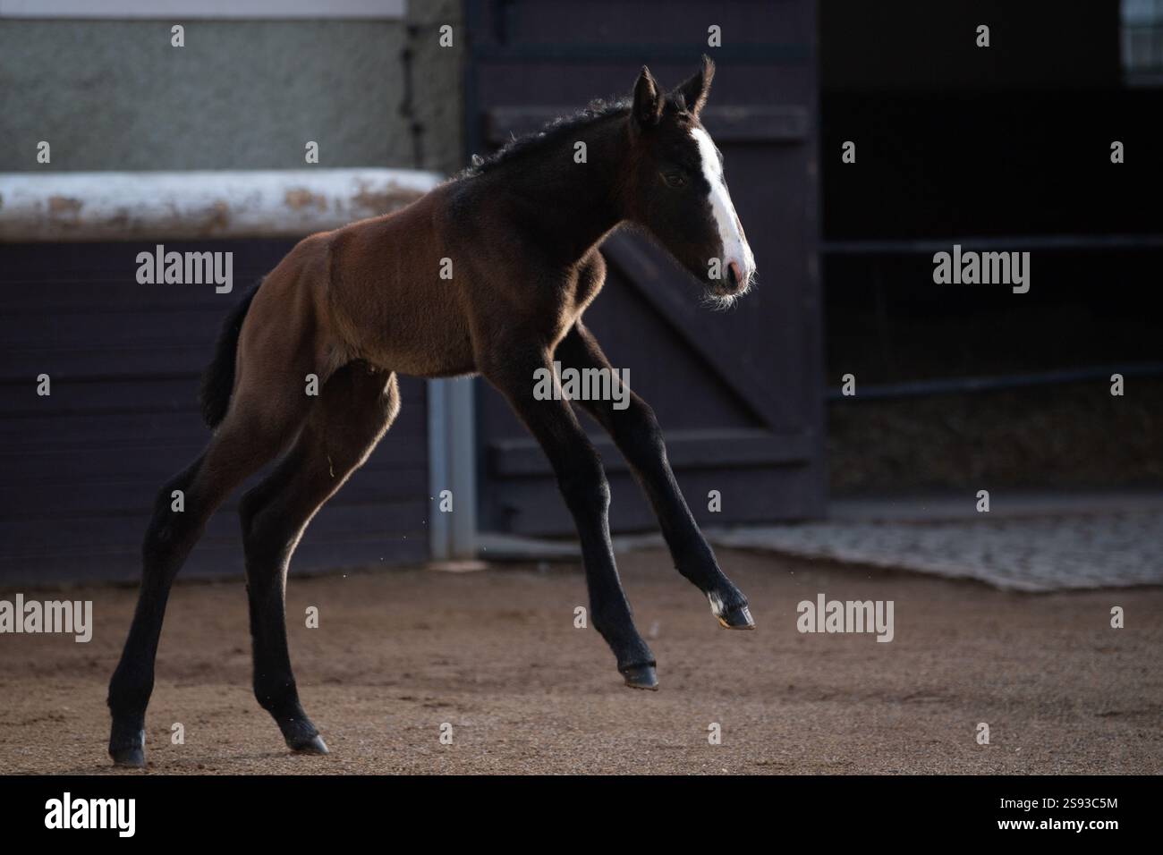 The first Black Kladruber Horse foal of the year 2025 born in the ...