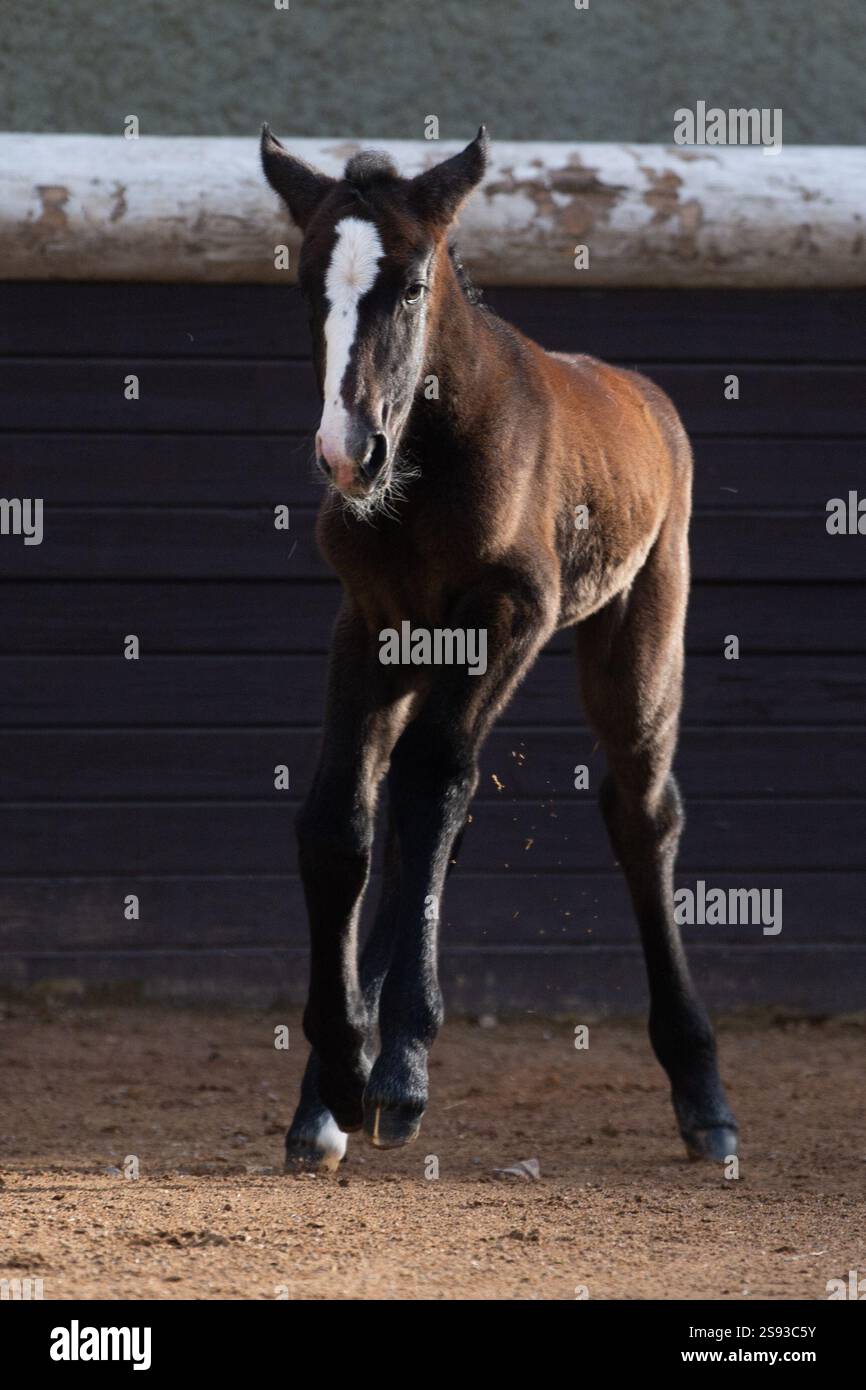 The first Black Kladruber Horse foal of the year 2025 born in the ...