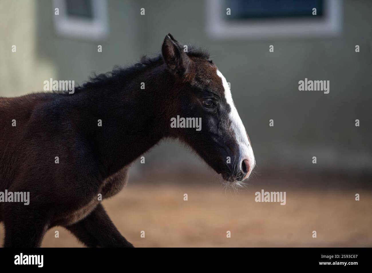 The first Black Kladruber Horse foal of the year 2025 born in the ...