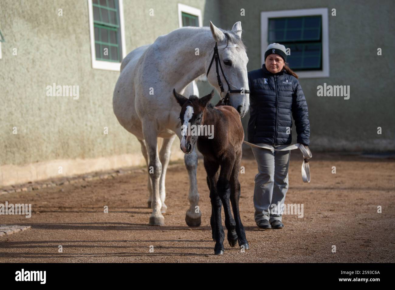 The first Black Kladruber Horse foal of the year 2025 born in the National stud Kladruby nad ...