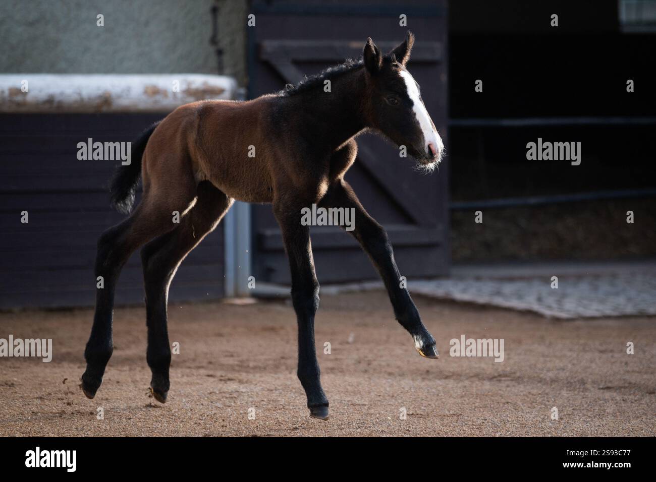 The first Black Kladruber Horse foal of the year 2025 born in the ...
