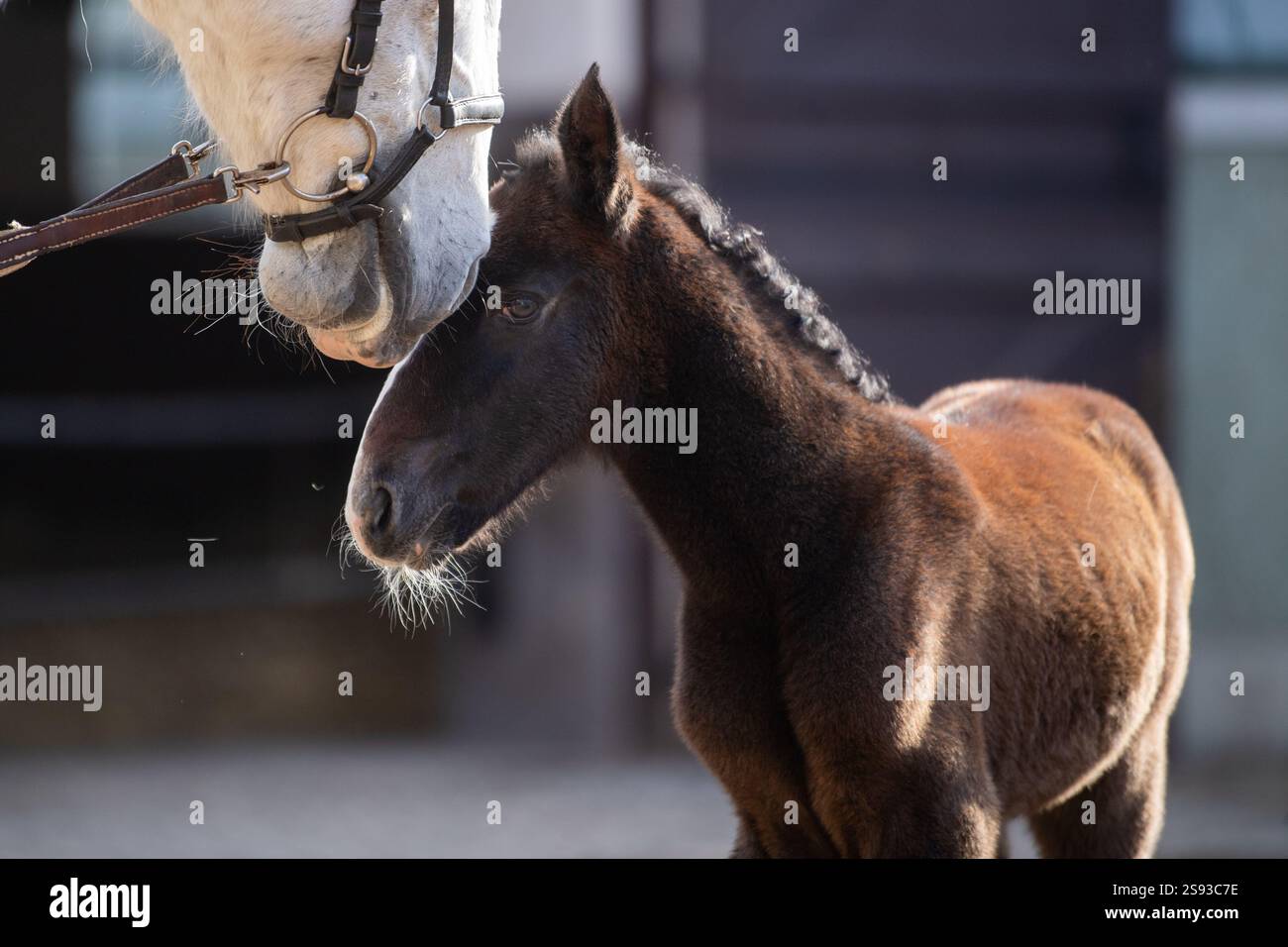 The first Black Kladruber Horse foal of the year 2025 born in the National stud Kladruby nad ...