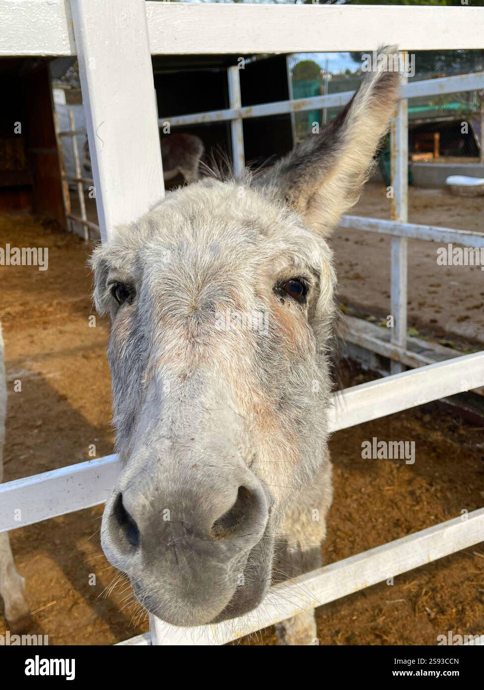 Close up donkeys face hi-res stock photography and images - Alamy