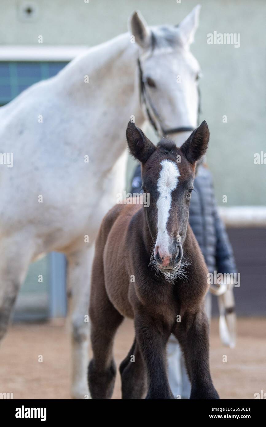 The first Black Kladruber Horse foal of the year 2025 born in the ...