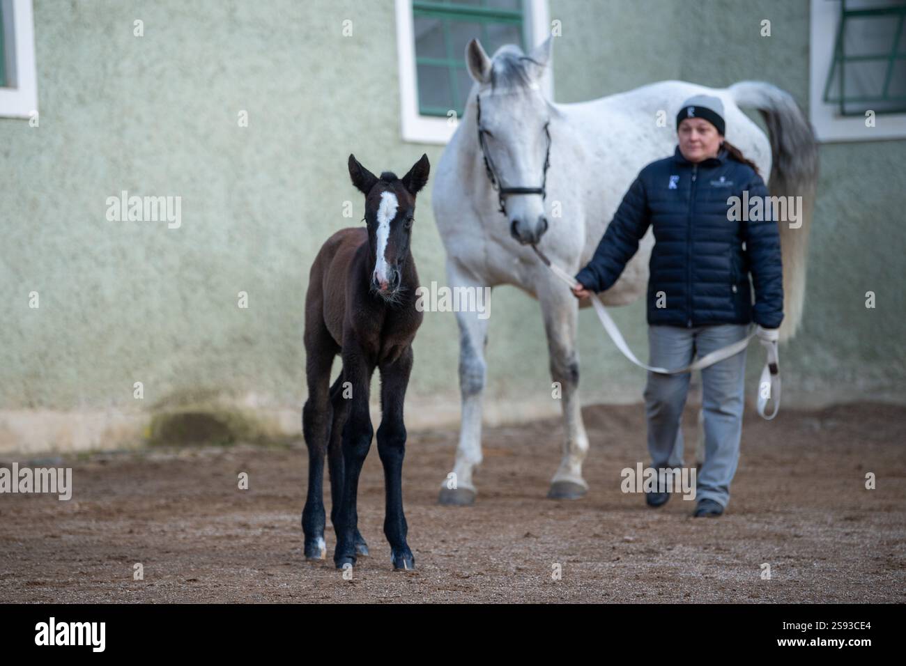 The first Black Kladruber Horse foal of the year 2025 born in the ...