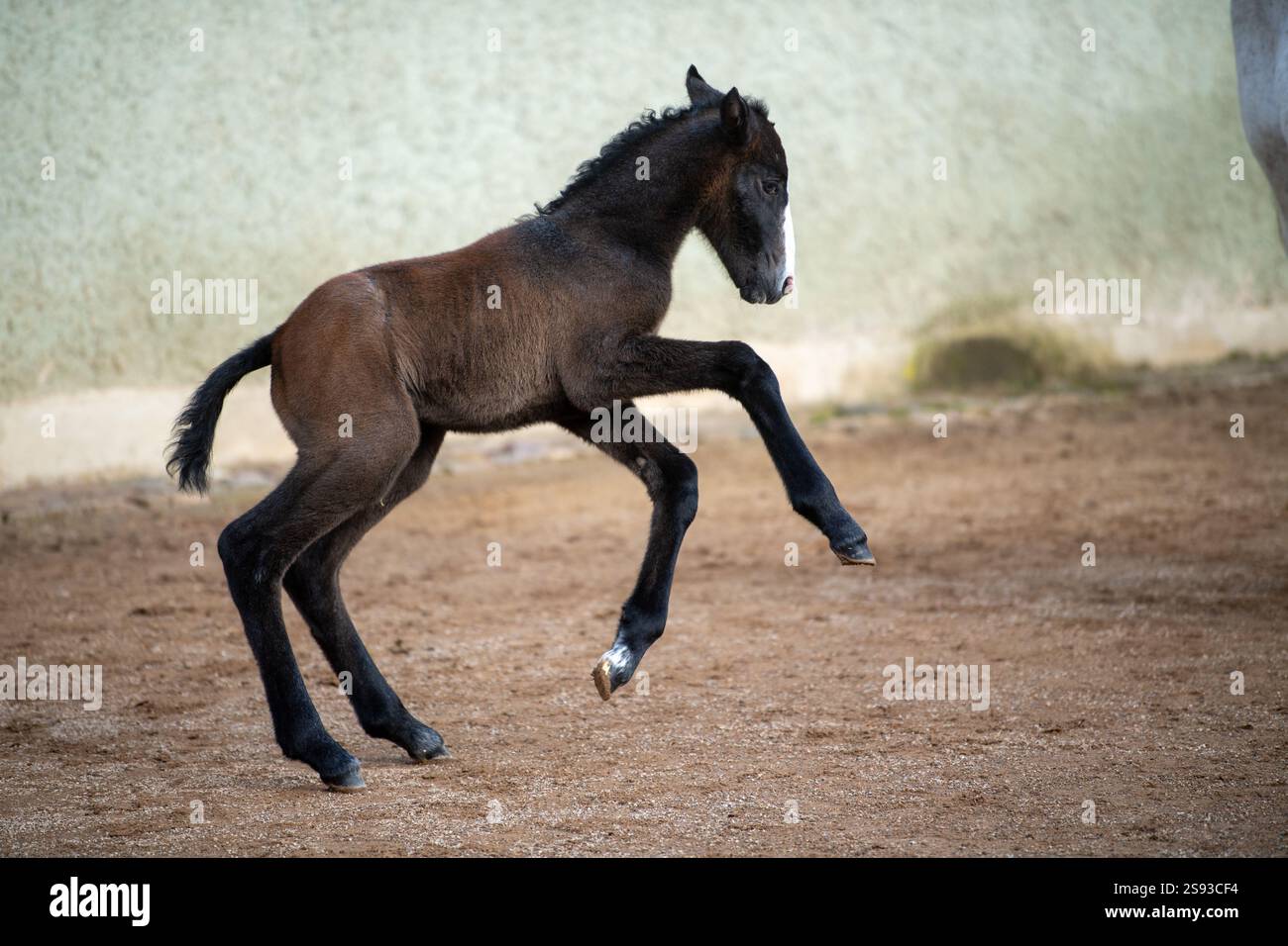 The first Black Kladruber Horse foal of the year 2025 born in the ...