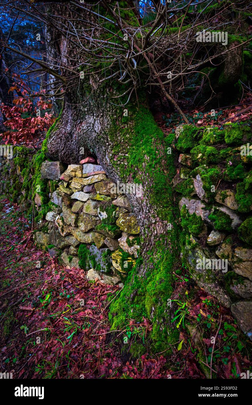 Breathtaking how the roots of an oak tree lie over a stone wall Stock ...
