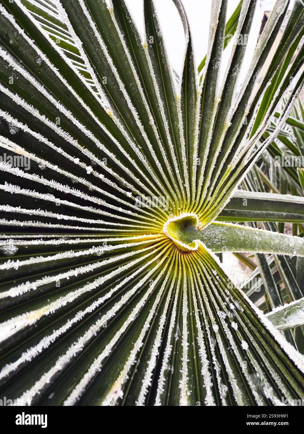 Closeup of extensive white frost on green palm tree fronds, in sub-zero ...