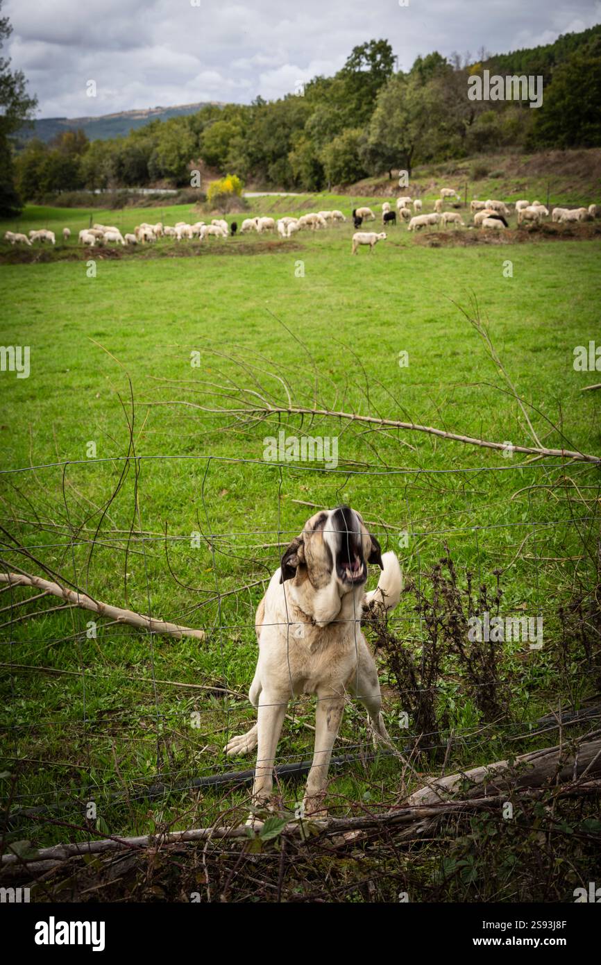 Sheepdog defending a flock of sheep grazing in a meadow, Parâmio ...