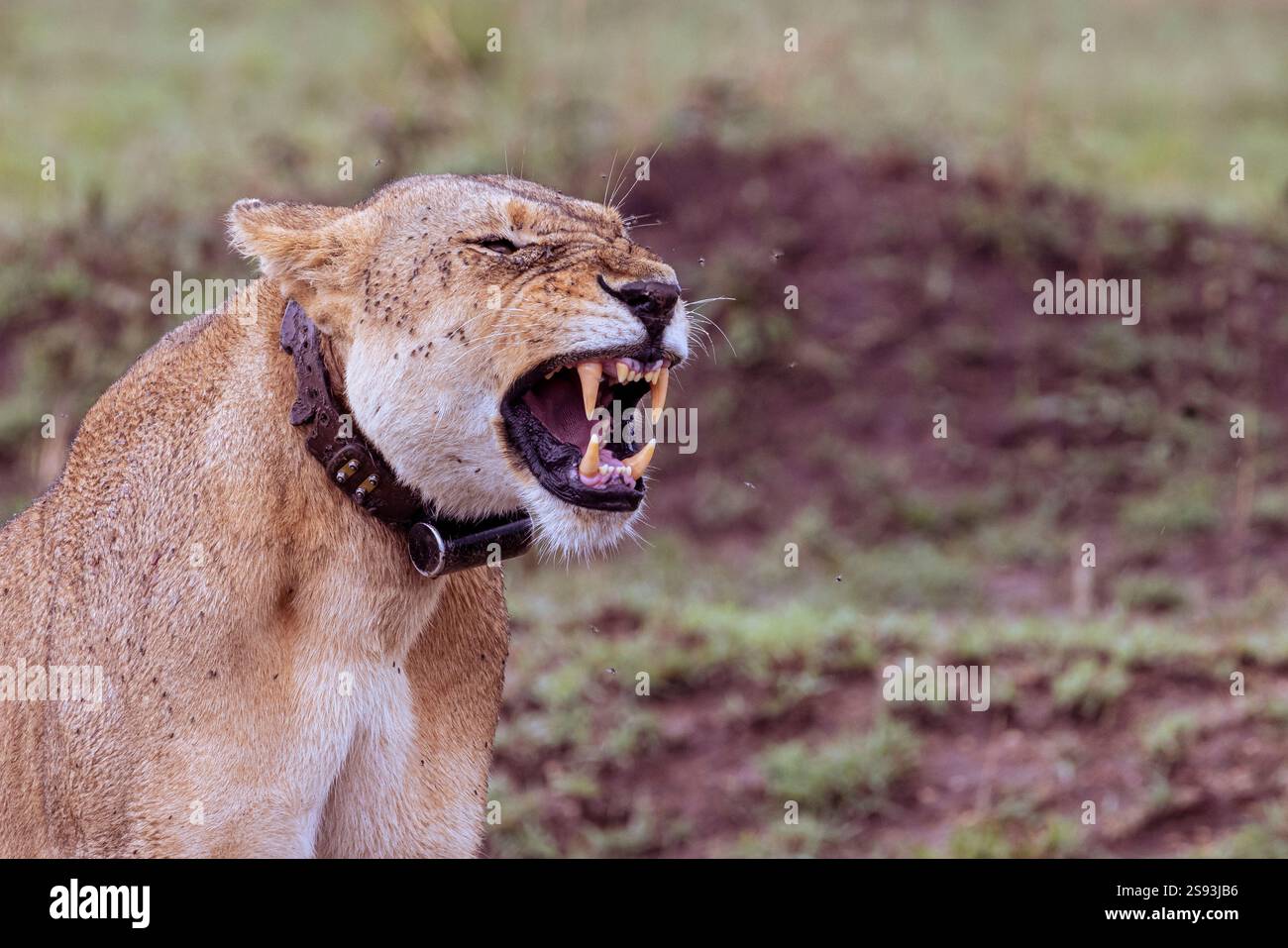 Yawning female lion with leather collar and gps system in Tanzania ...