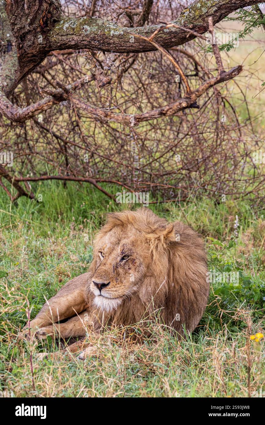 Male lion resting under tree Serengeti in Tanzania, East Africa Stock ...
