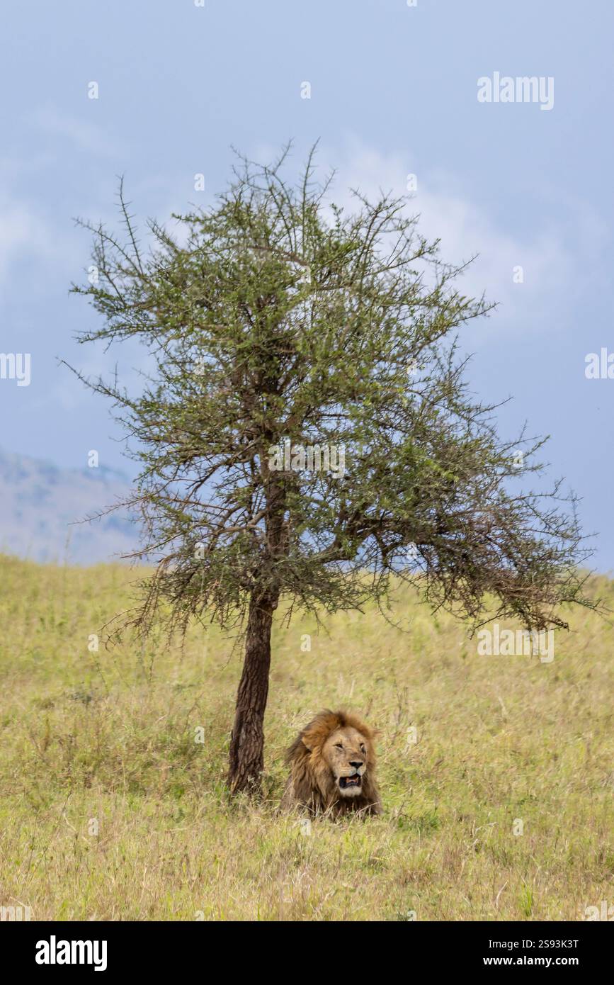 Senior male lion resting under tree Serengeti in Tanzania, East Africa ...