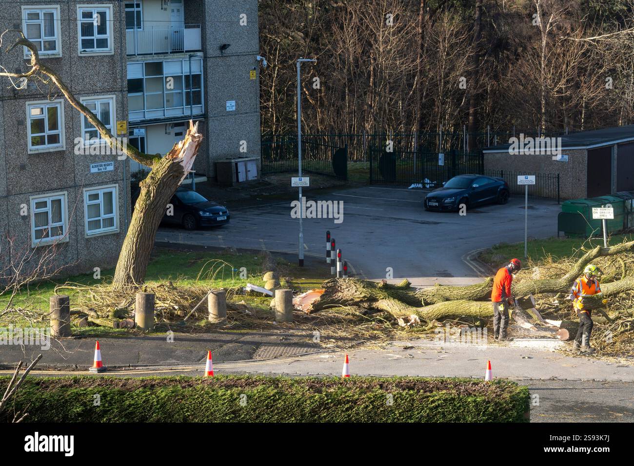 2025-01-24 Storm Éowyn, Tree Damage, Alderton Hieghts Counicl Flats ...
