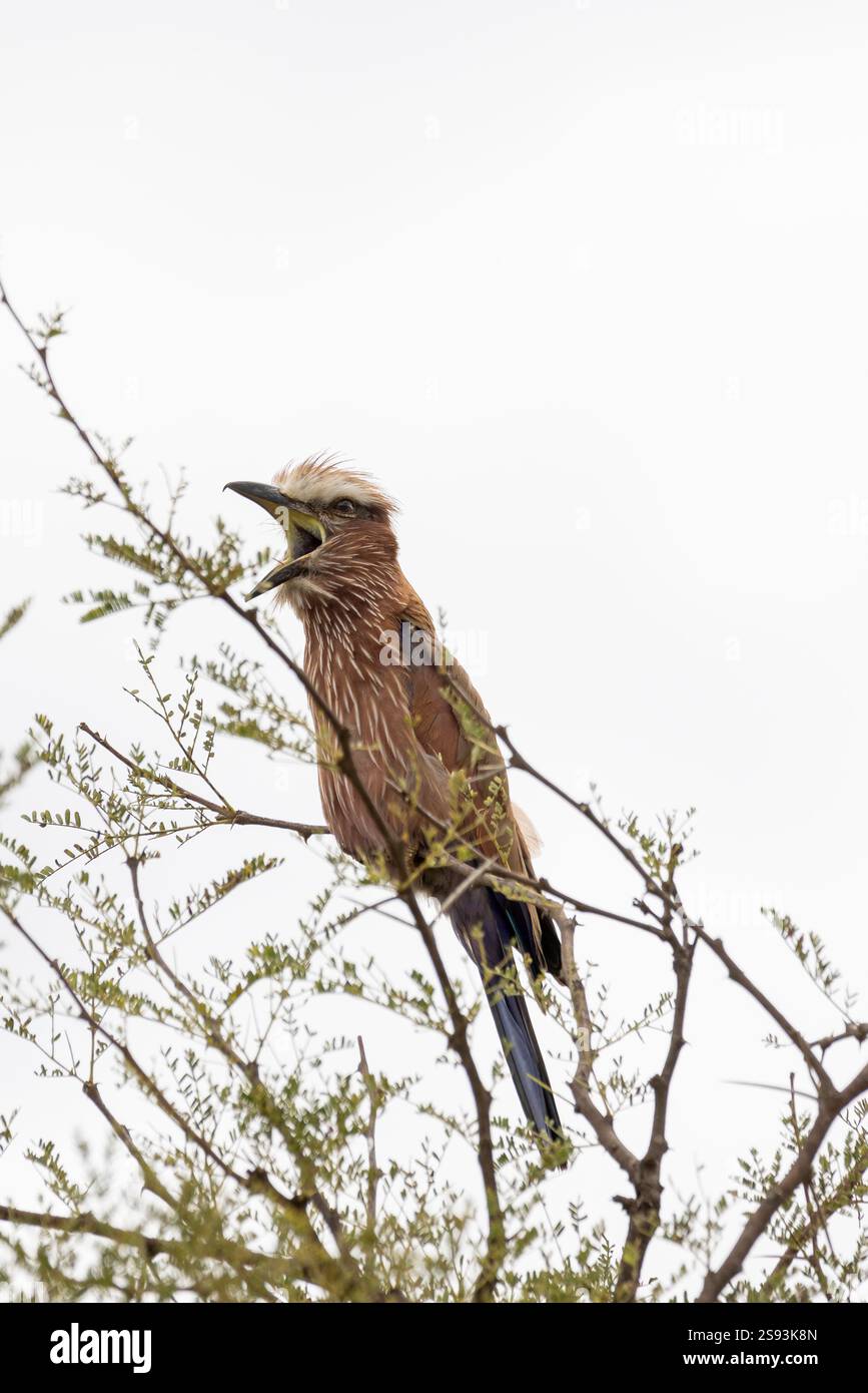 Purple roller or rufous-crowned roller (Coracias naevius) singing out ...