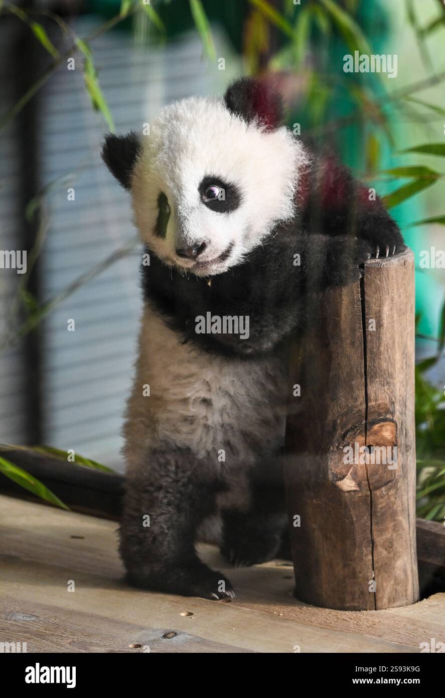24 January 2025, Berlin: A panda cub stands up on a pole at Zoo Berlin ...