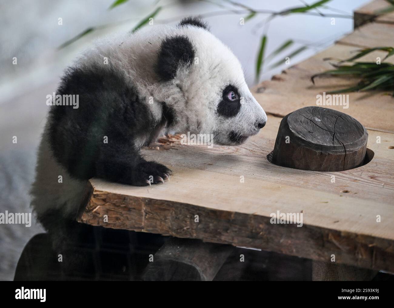 24 January 2025, Berlin: A panda cub climbs up a wooden walkway at Zoo ...