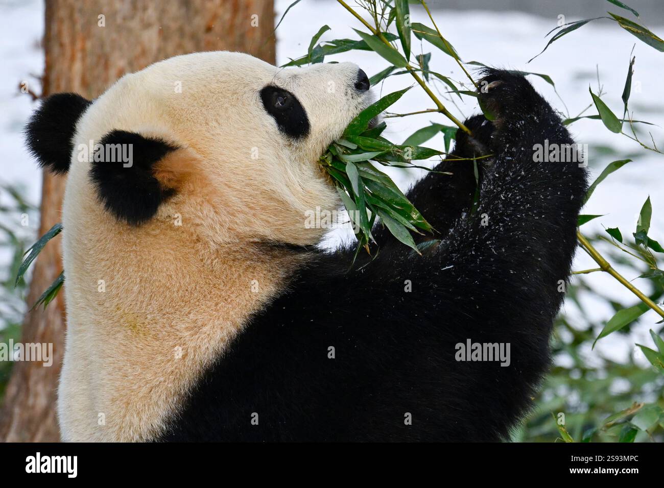 Bao Li, the male panda, eats bamboo leaves during the public debut of ...