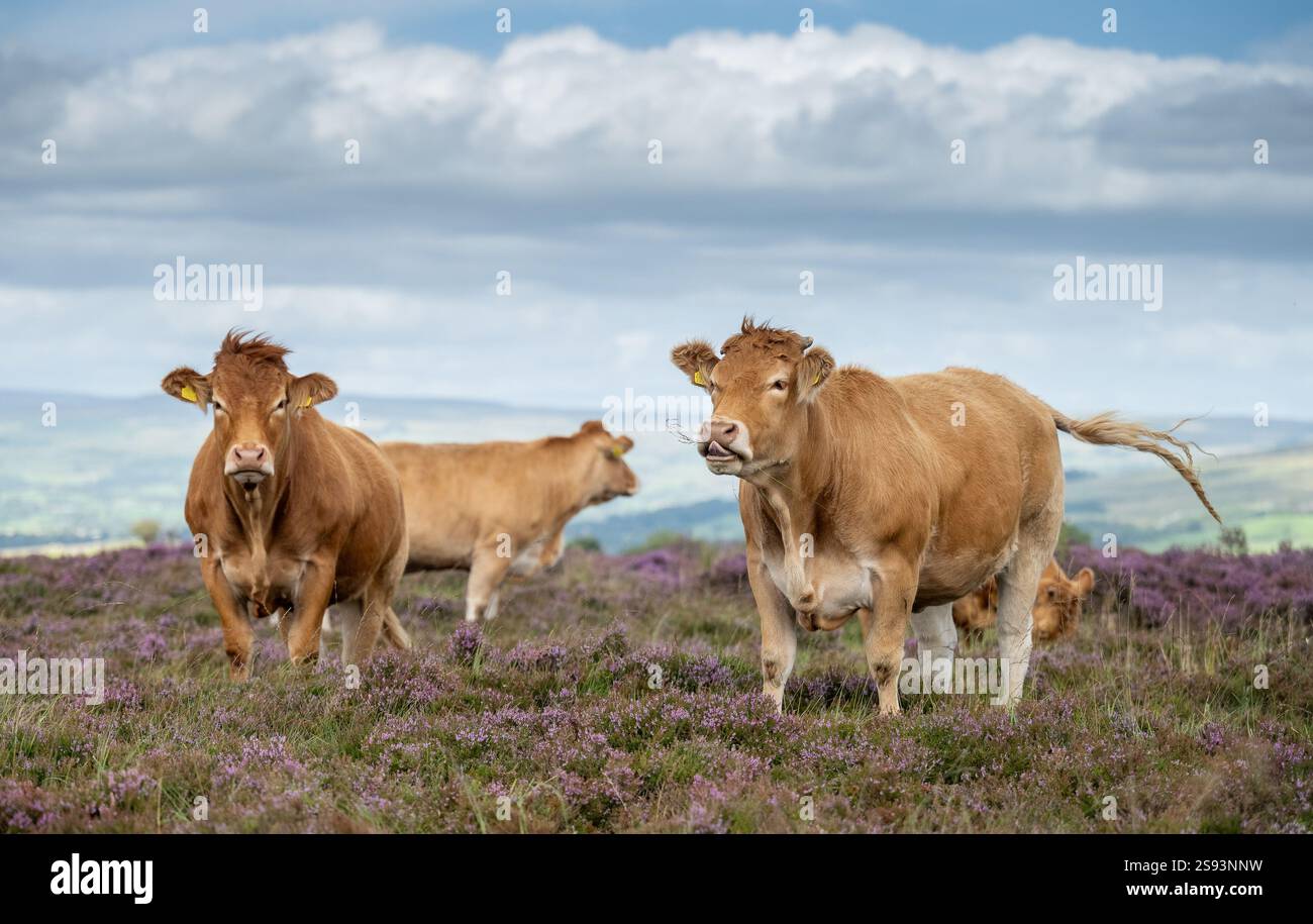 Regenertive farming hi-res stock photography and images - Alamy