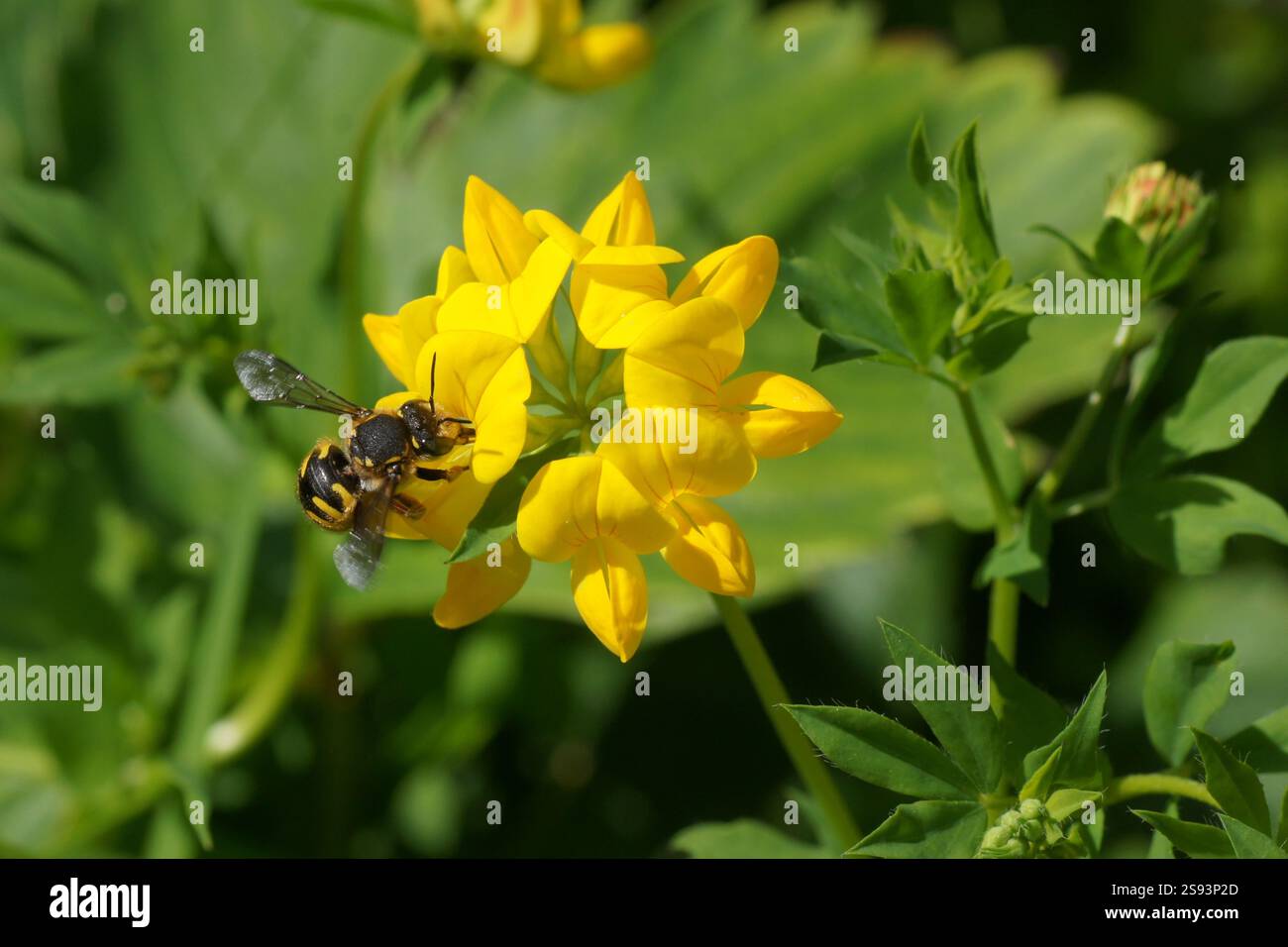 Yellow flowers of common bird's-foot trefoil (Lotus corniculatus), pea ...