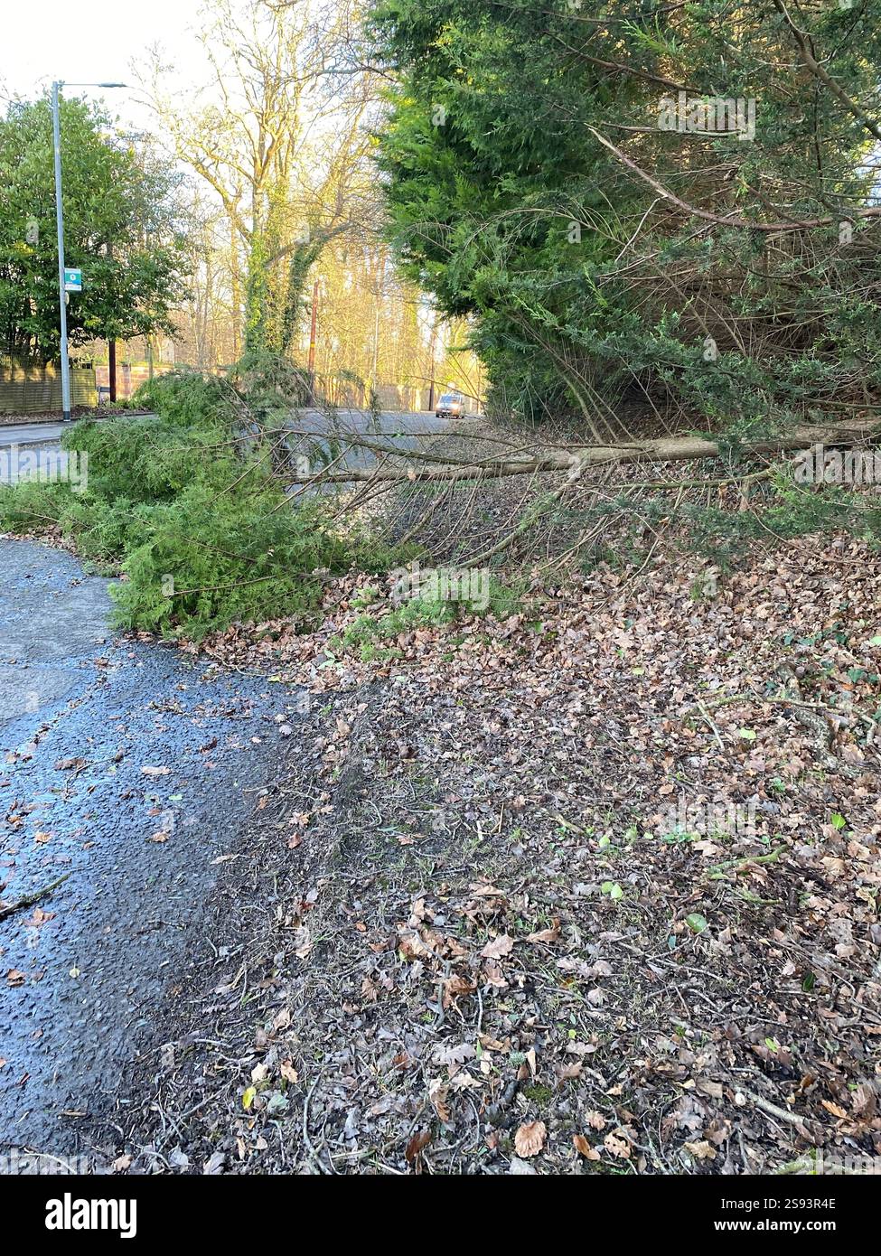 A large fallen tree in Hillsborough, Co Down. Residents across Ireland ...