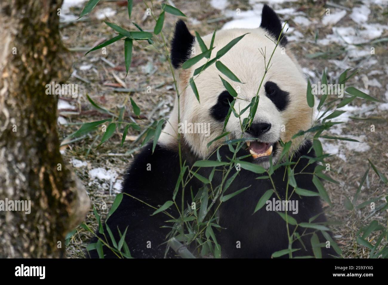 Bao Li, the male panda, eats bamboo leaves during the public debut of ...