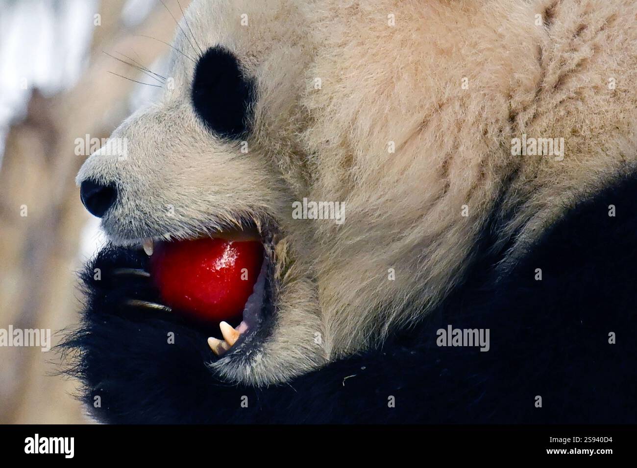 Qing Bao, the female panda, eats an apple during the public debut of ...