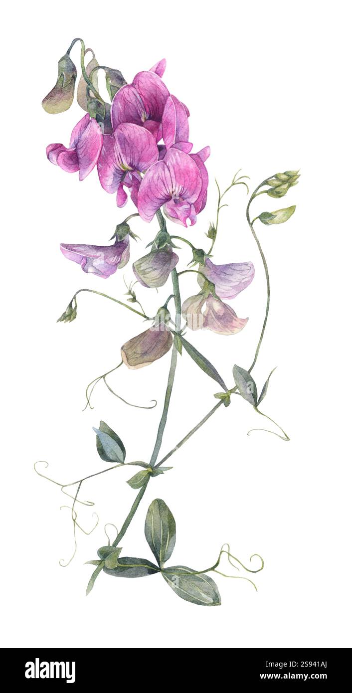 Hand-painted watercolor illustration. A delicate wild sweet pea flower ...