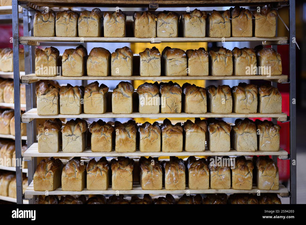 24 January 2025, Berlin: Freshly baked bread is ready to be transported ...