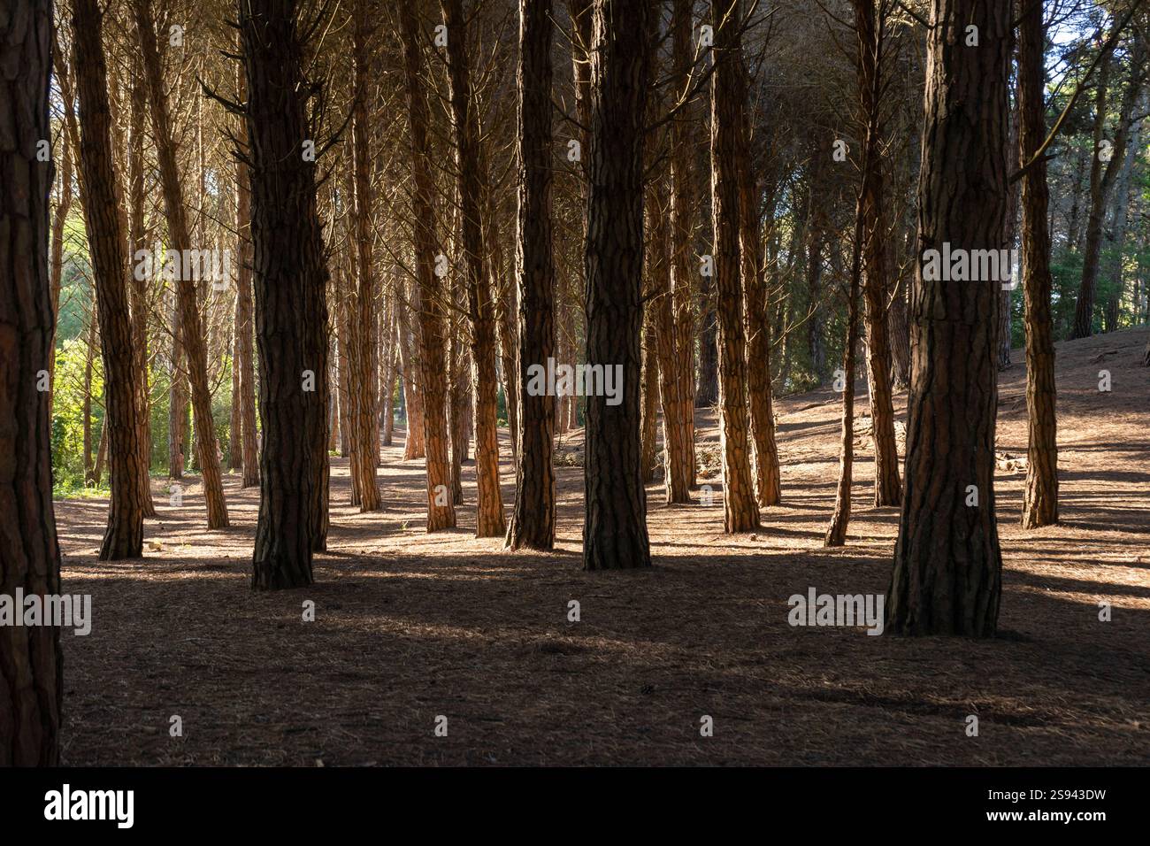 Escape into nature hi-res stock photography and images - Alamy
