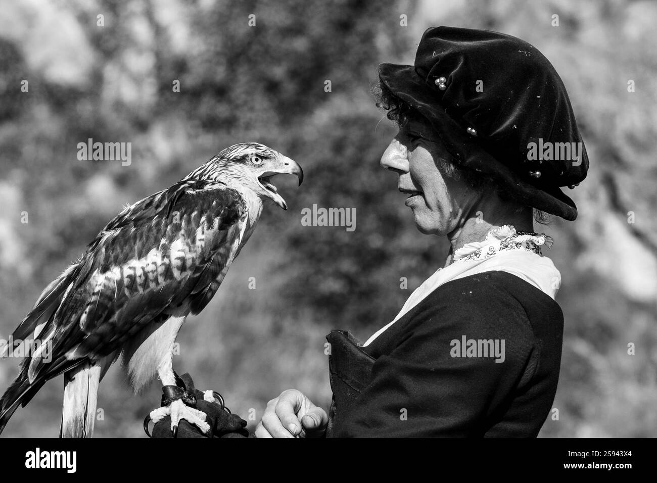Falconer with a ferruginous eagle, native to the USA but bred in ...
