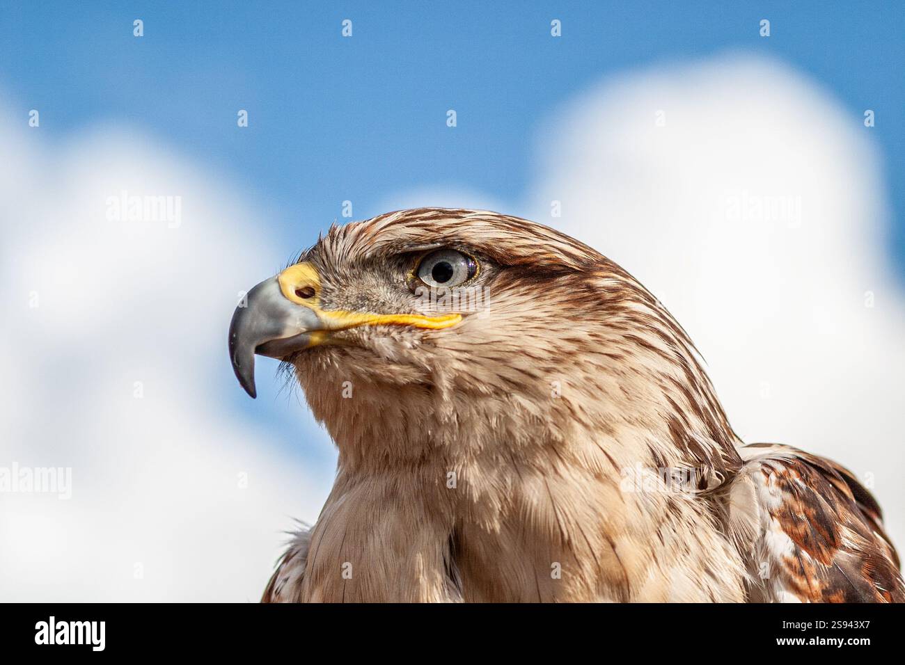 A fearsome ferruginous eagle, native to the USA but bred in captivity ...