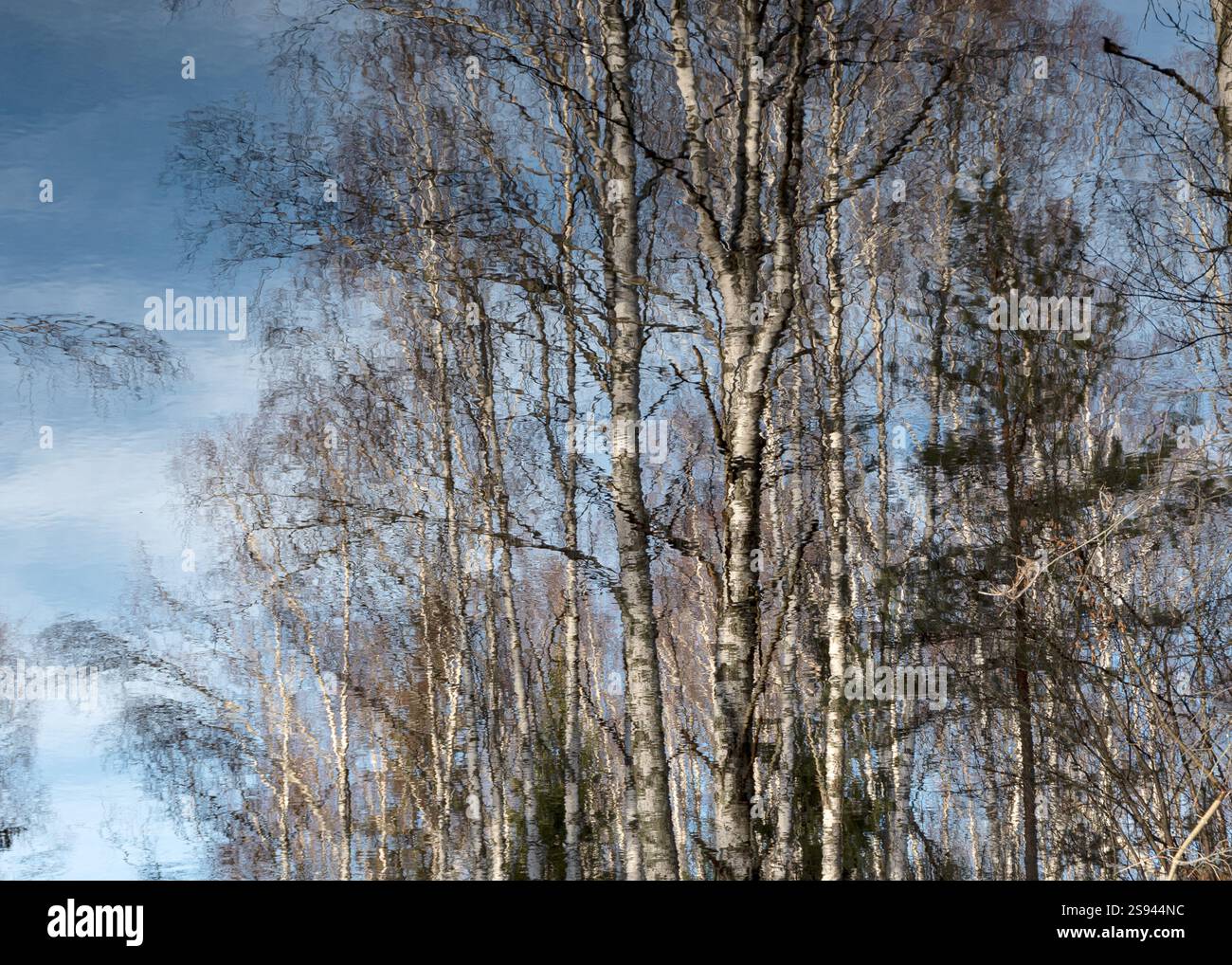 abstract picture with reflections of trees in water, fuzzily, blurred ...