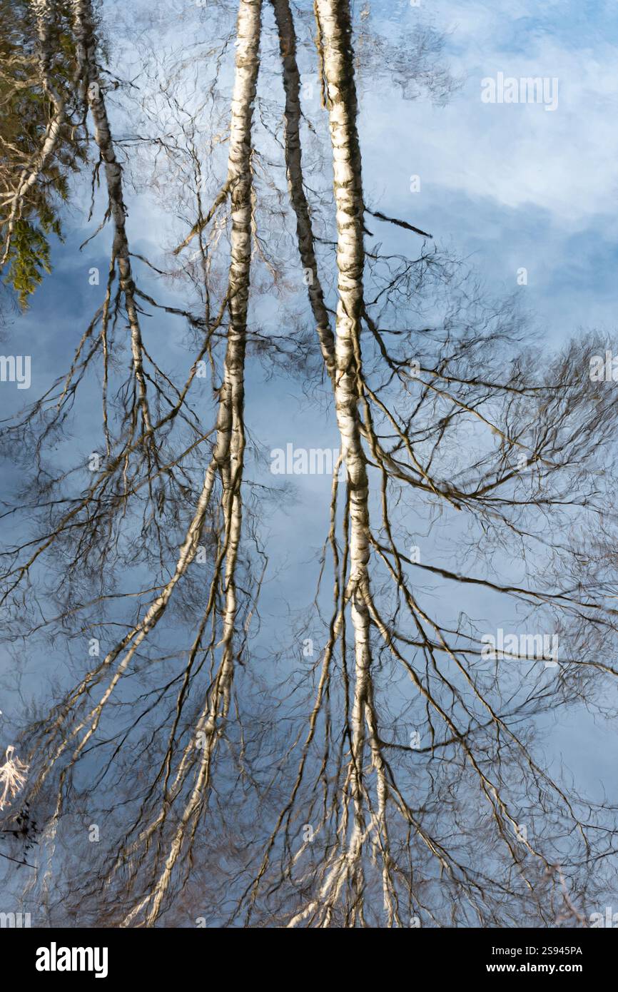 abstract picture with reflections of trees in water, fuzzily, blurred ...