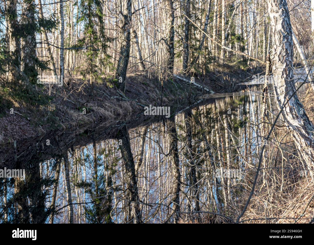 winter landscape without snow, swamp ditches, white birches on the ...