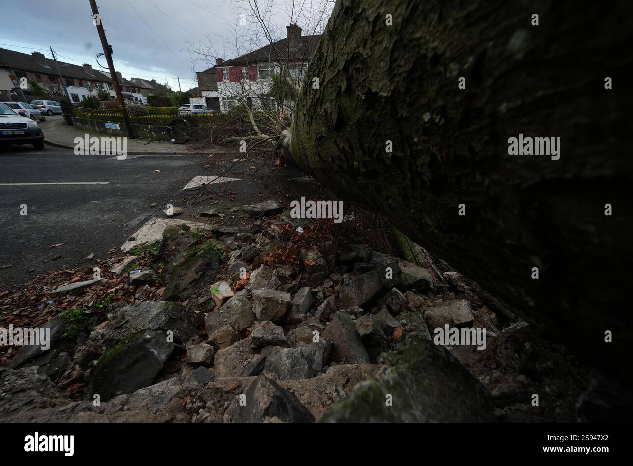 A fallen tree which crashed through the wall of Phoenix Park and on to ...