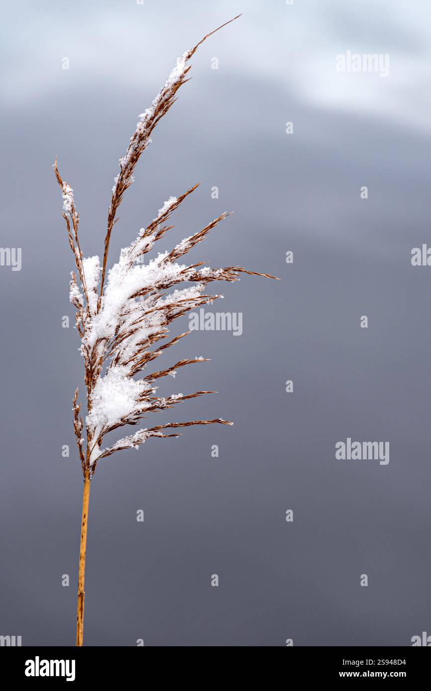 snow texture on natural old reeds, mottled texture, winter day Stock ...