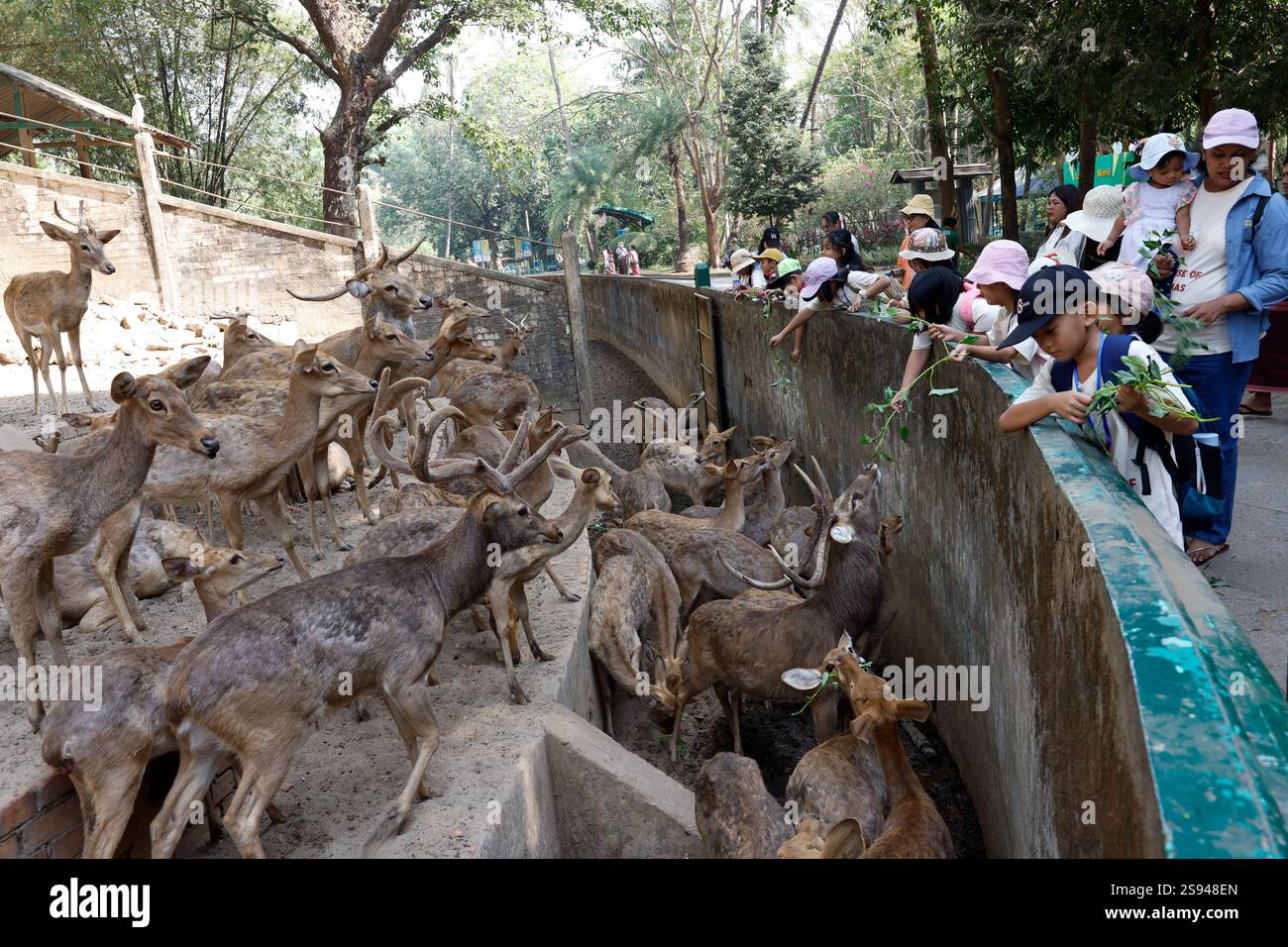 (250124) -- YANGON, Jan. 24, 2025 (Xinhua) -- People feed Eld's deer at ...
