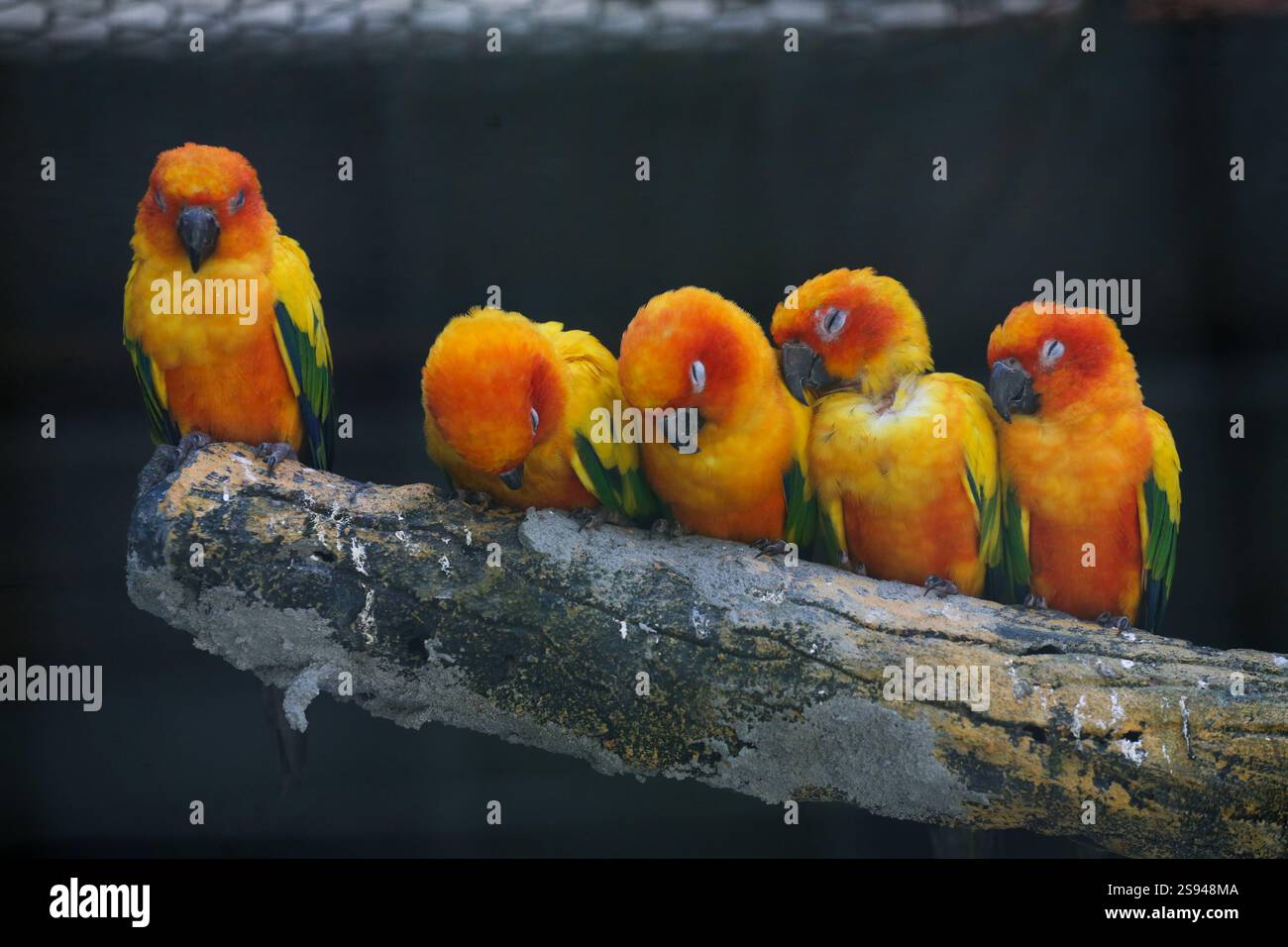 (250124) -- YANGON, Jan. 24, 2025 (Xinhua) -- Sun conures are seen at ...