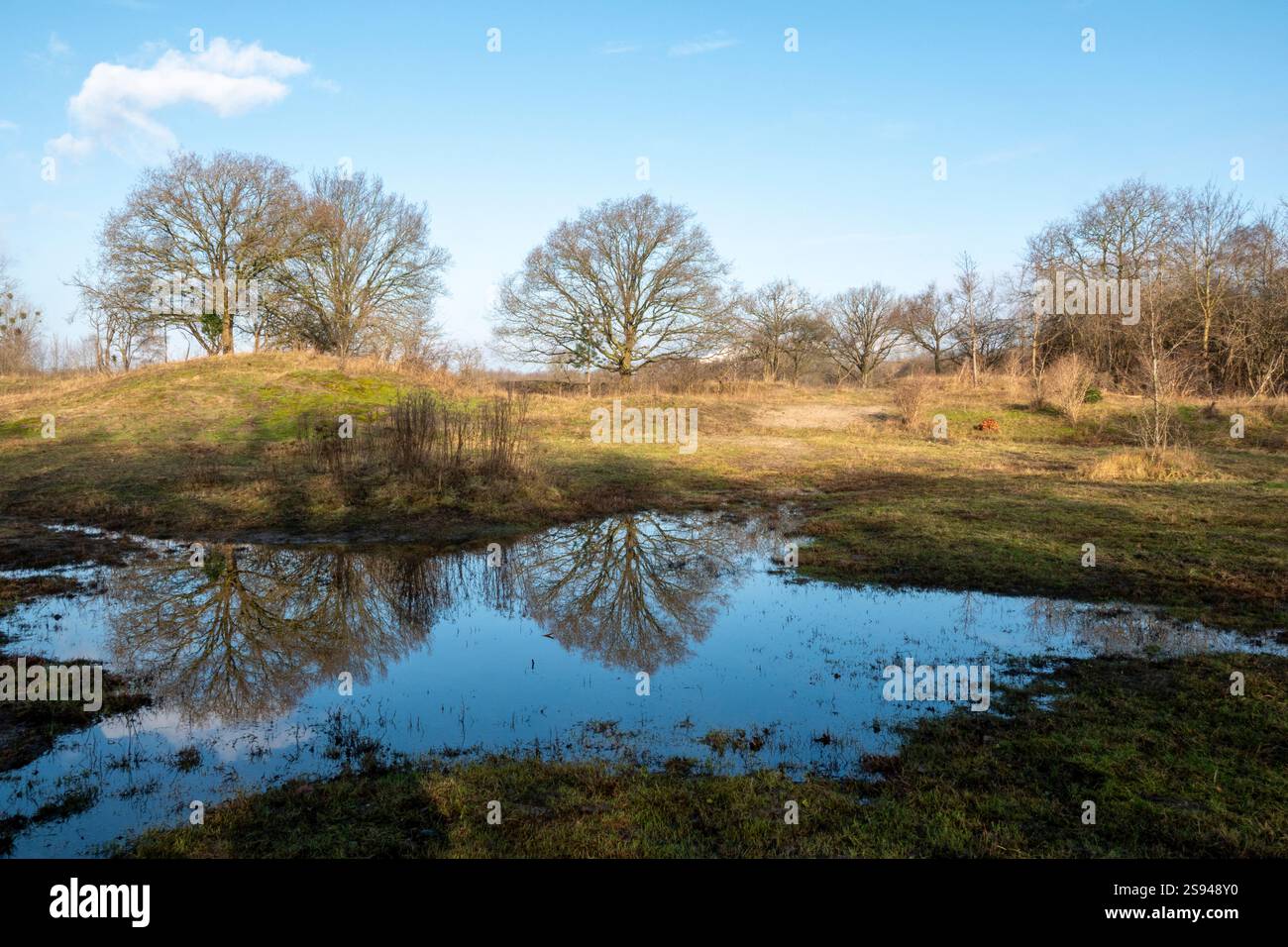 Peaceful nature scene featuring trees and its reflection on a calm pond,in netherlands with ...