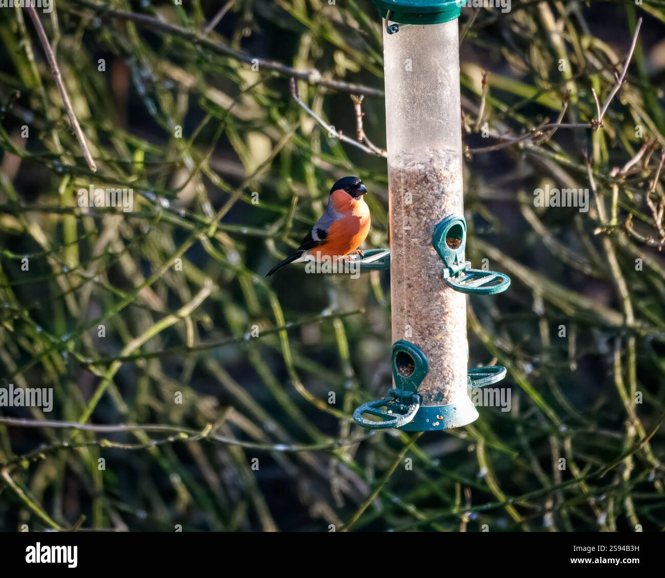 Bull Finches at Hauxley Nature Reserve Stock Photo - Alamy
