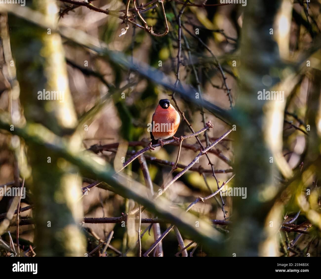 Bull Finches at Hauxley Nature Reserve Stock Photo - Alamy