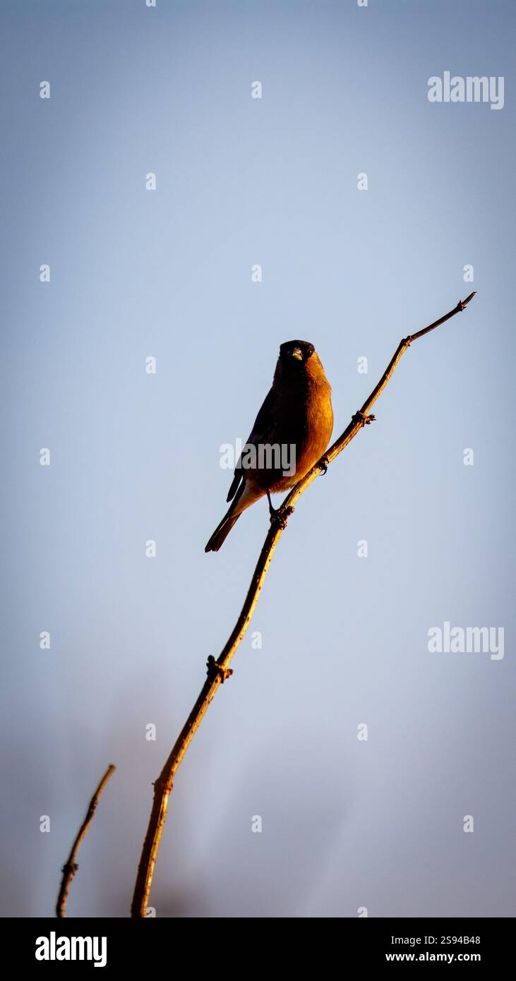 Bull Finches at Hauxley Nature Reserve Stock Photo - Alamy