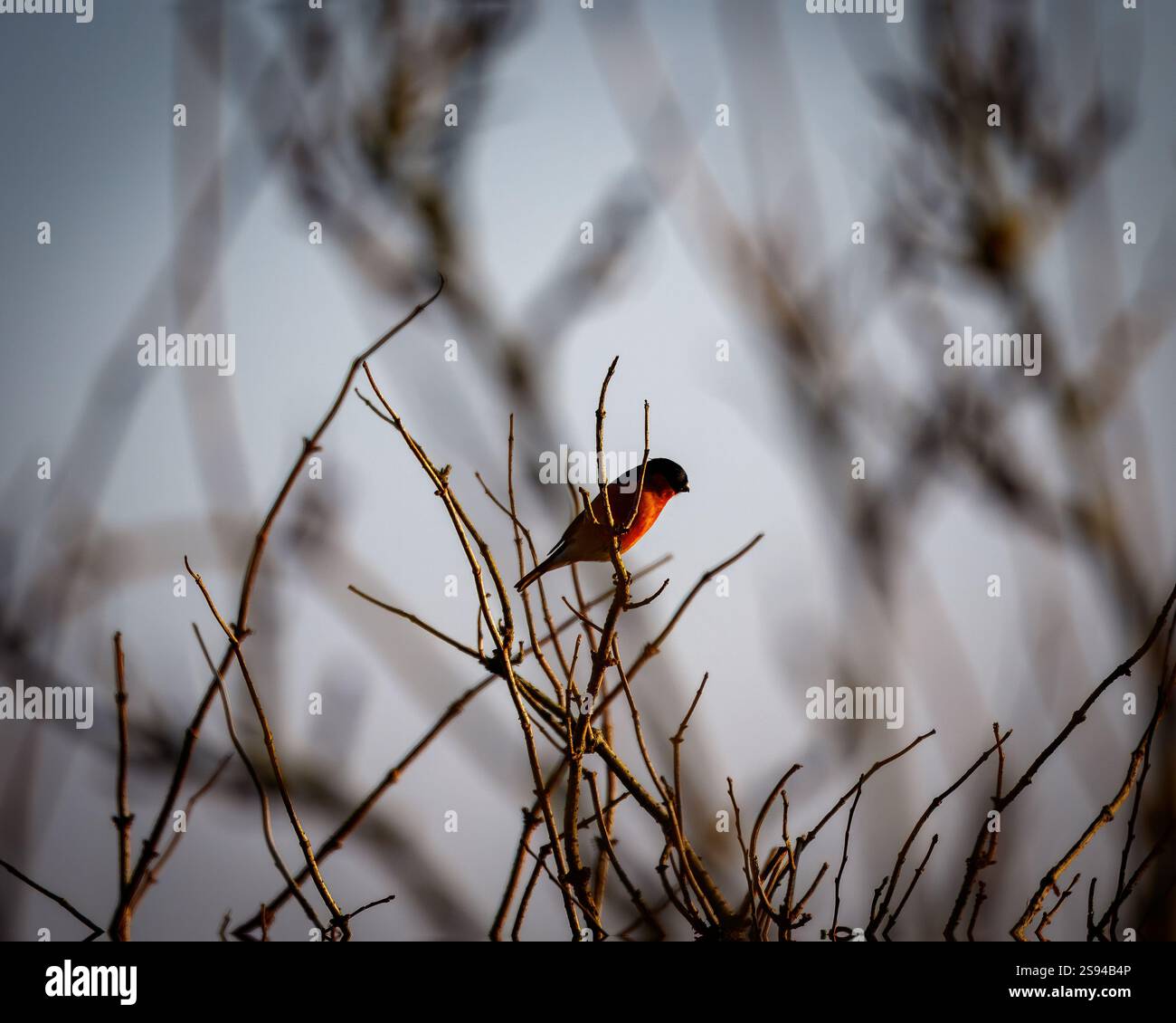 Bull Finches at Hauxley Nature Reserve Stock Photo - Alamy