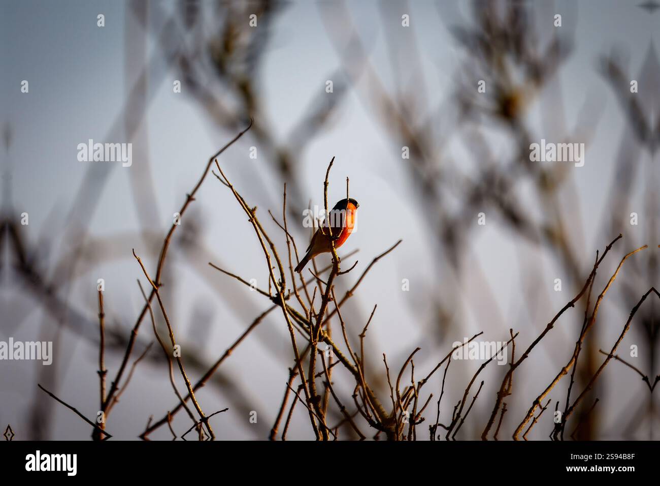 Bull Finches at Hauxley Nature Reserve Stock Photo - Alamy