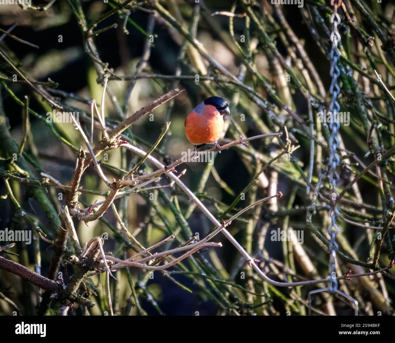 Bull Finches at Hauxley Nature Reserve Stock Photo - Alamy