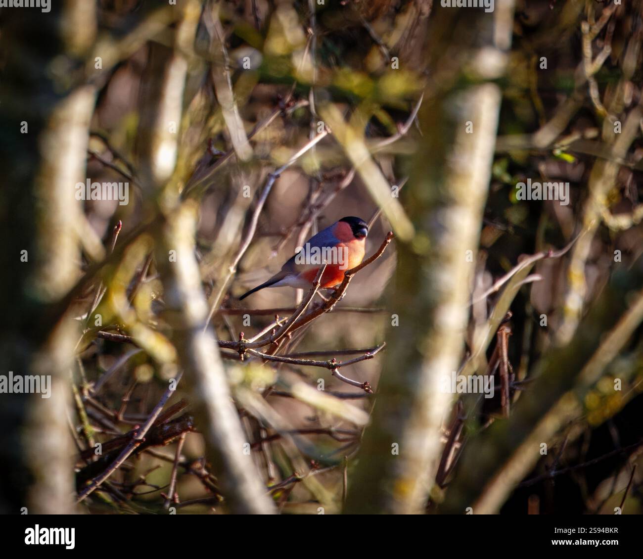 Bull Finches at Hauxley Nature Reserve Stock Photo - Alamy