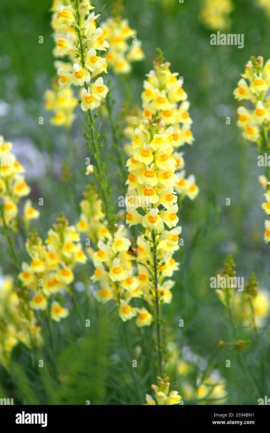 Case di Viso, Borgo Alpino, Lombardia, Montagna, fiore bocca di leone ...