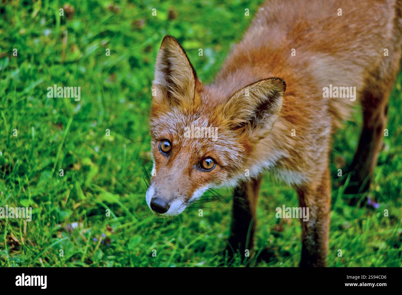 He and the sibling fox came to me to get bread every night as a "night ...