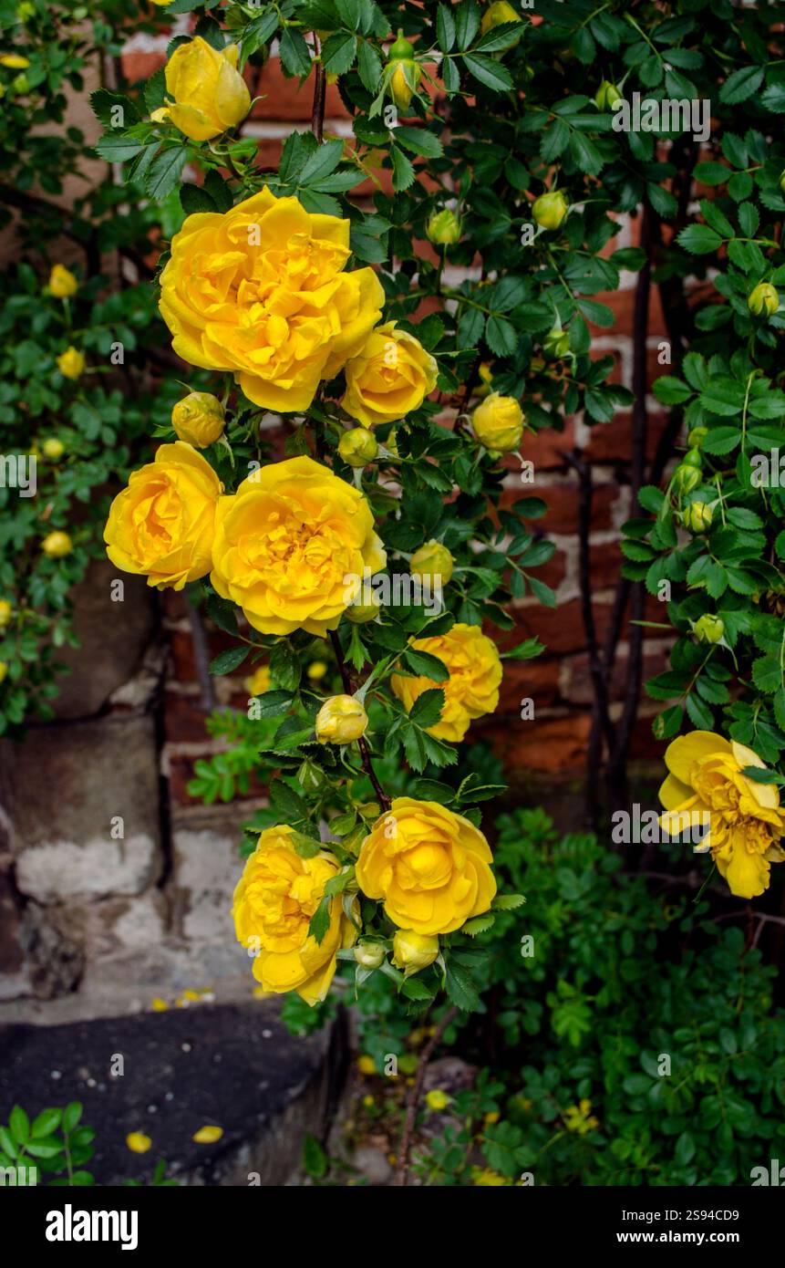 Bright yellow roses hi-res stock photography and images - Alamy
